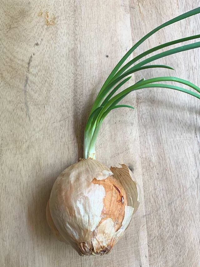Yellow Onion Plants
