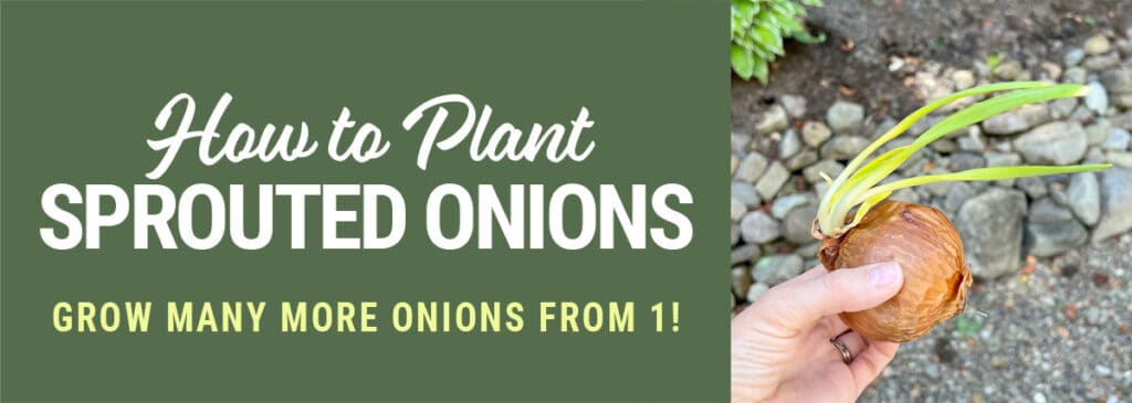 How to Plant a Sprouted Onion - Mighty Mrs | Super Easy Recipes