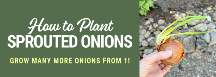 How to Plant a Sprouted Onion - Mighty Mrs | Super Easy Recipes
