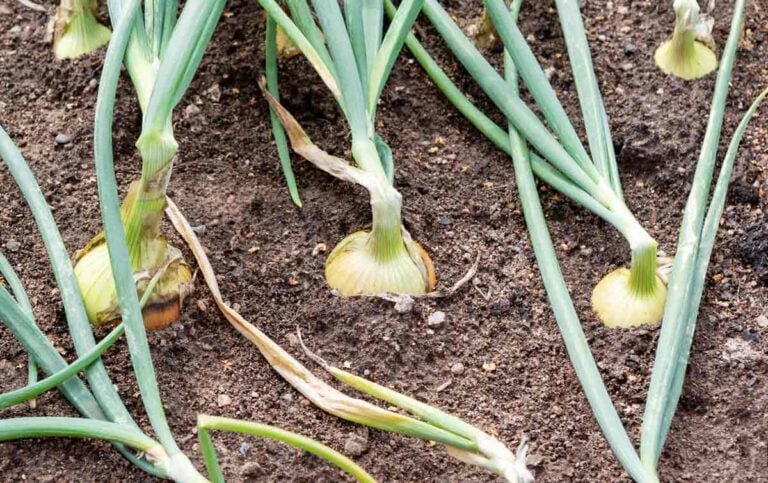How to Plant a Sprouted Onion (7 Steps with Pictures) - Mighty Mrs